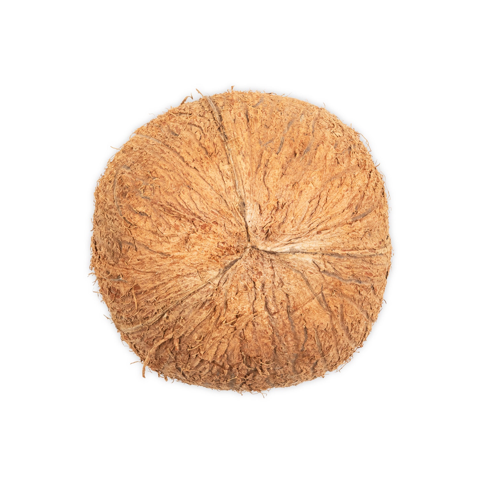 Bulk Whole Coconut Shell Hollow with Fiber – Coconut King