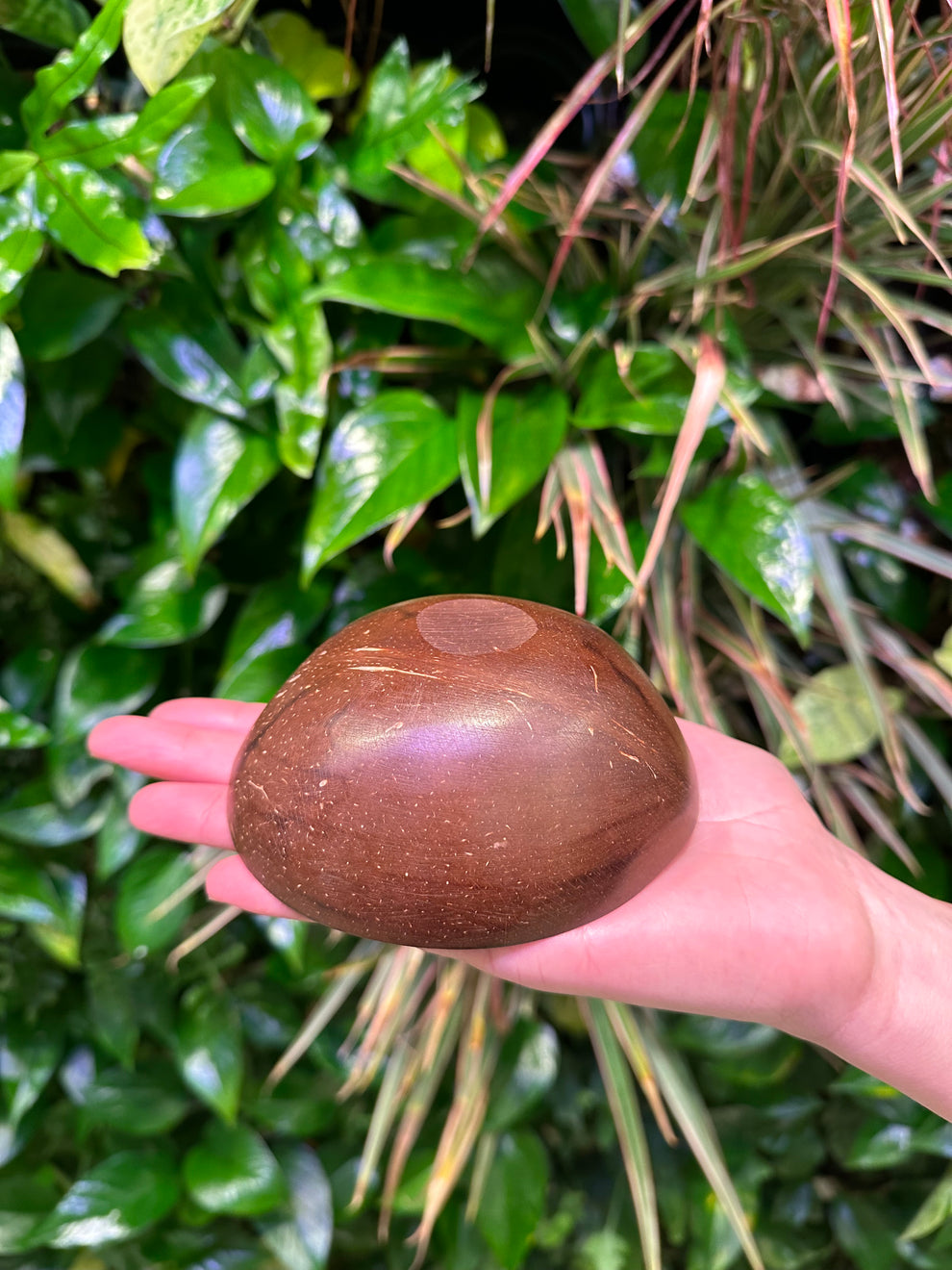 Bulk Polished Coconut Shell, Flat Bottom – Coconut King