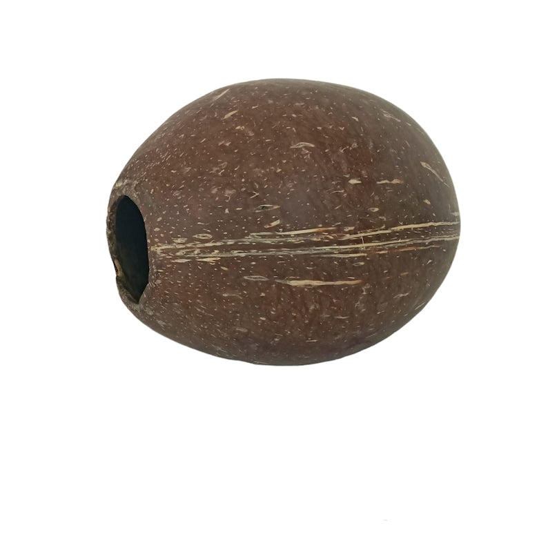 Bulk Whole Coconut Shell Hollow Matte (No Fiber) – Coconut King